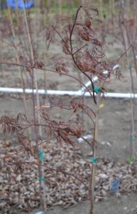 Pruning or Trimming Japanese Maples