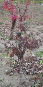 Pruning or Trimming Japanese Maples