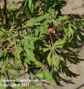 Green Cascade Japanese Maple