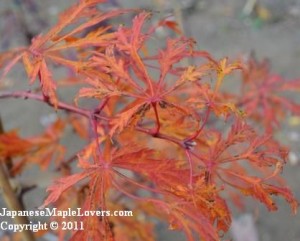 Green Cascade Japanese Maple