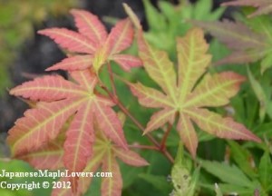 Japanese Maple Orange Dream