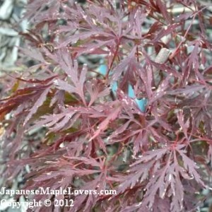 Red Dragon Japanese Maple