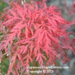 Japanese Maple ‘Orangeola’