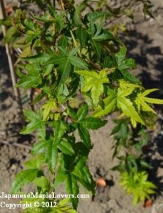 Ryusen Japanese Maple