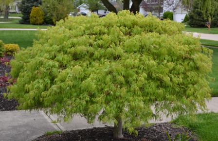 Japanese Maple Waterfall 6