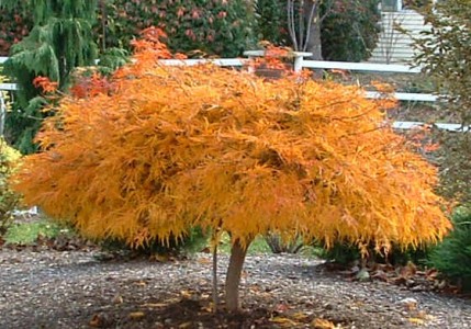 How to Graft Japanese Maple Trees